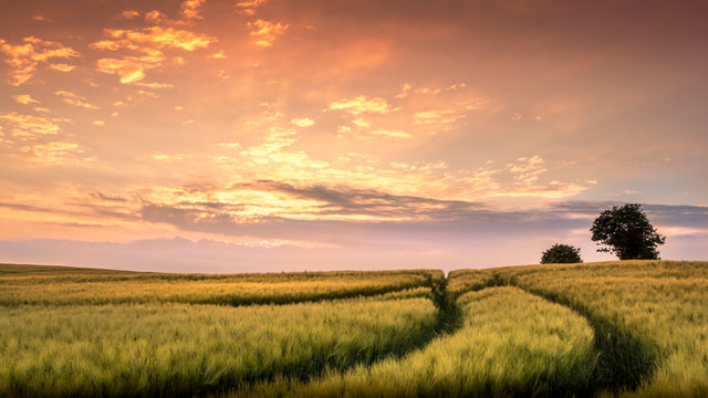 「Gerstenfeld」の画像 - 3,642 件の Stock 写真、ベクターおよびビデオ | Adobe Stock