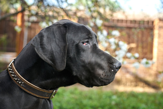 รูปภาพBoarhound – เลือกดูภาพถ่ายสต็อก เวกเตอร์ และวิดีโอ121 | Adobe Stock