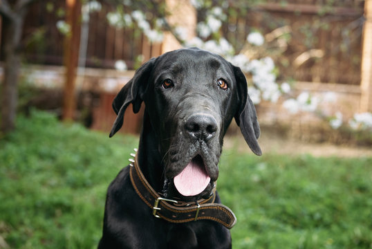 รูปภาพBoarhound – เลือกดูภาพถ่ายสต็อก เวกเตอร์ และวิดีโอ134 | Adobe Stock