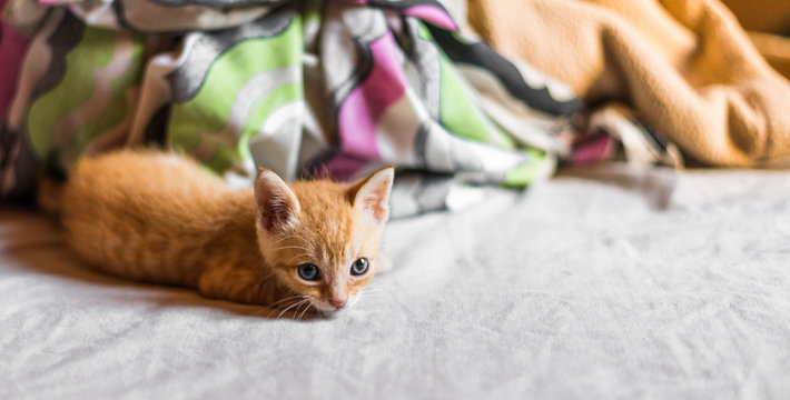 รูปภาพTabby – เลือกดูภาพถ่ายสต็อก เวกเตอร์ และวิดีโอ531,014 | Adobe Stock