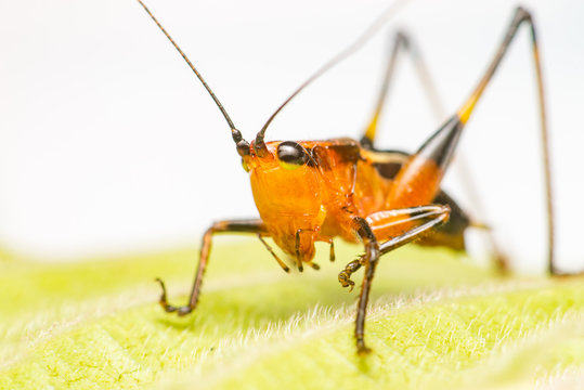 Obrazy (Melanus) — zdjęcia, wektory i wideo bez tantiem (39) | Adobe Stock