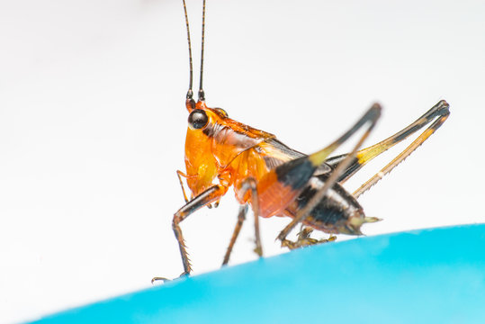 Melanus Images – Browse 38 Stock Photos, Vectors, and Video | Adobe Stock