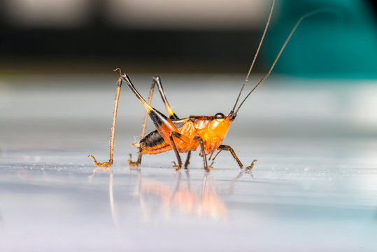 Obrazy (Melanus) — zdjęcia, wektory i wideo bez tantiem (39) | Adobe Stock