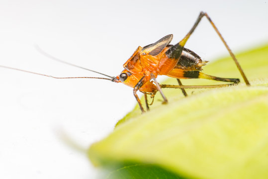 Obrazy (Melanus) — zdjęcia, wektory i wideo bez tantiem (39) | Adobe Stock