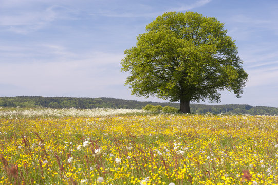「Lindenbaum」の画像 - 786 件の Stock 写真、ベクターおよびビデオ | Adobe Stock
