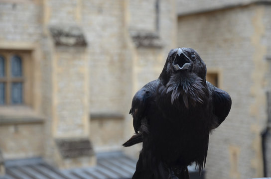 Räben Bilder – Durchsuchen 6,451 Archivfotos, Vektorgrafiken und Videos ...