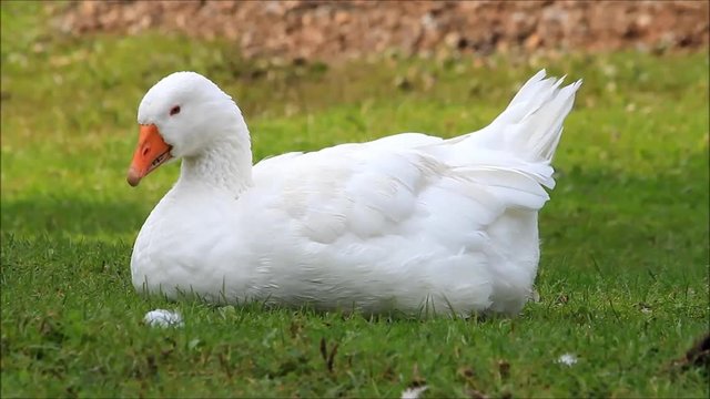 Imagens de Quack – Explore Fotografias do Stock, Vetores e Vídeos de ...