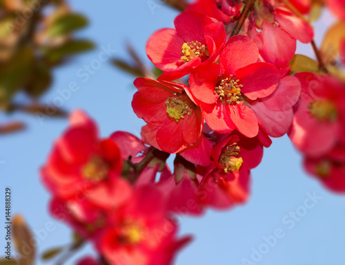 "Rouge écarlate" Stock photo and royalty-free images on Fotolia.com ...