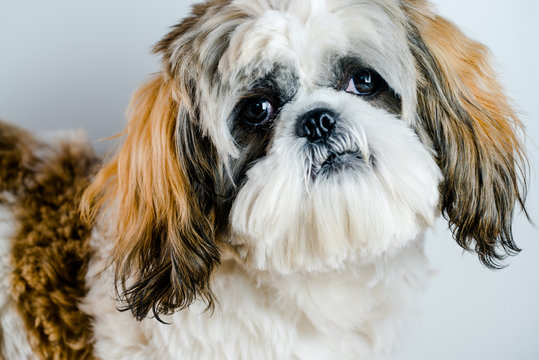 รูปภาพShitzu – เลือกดูภาพถ่ายสต็อก เวกเตอร์ และวิดีโอ33,535 | Adobe Stock