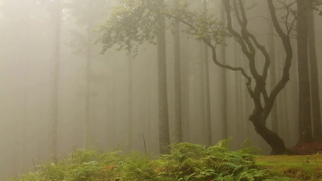 รูปภาพCreepily – เลือกดูภาพถ่ายสต็อก เวกเตอร์ และวิดีโอ171 | Adobe Stock