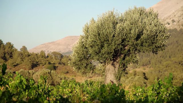 Olive Tree Plan Images – Browse 1,894 Stock Photos, Vectors, and Video ...