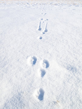 "Rabbit Tracks" Images – Browse 129 Stock Photos, Vectors, and Video ...