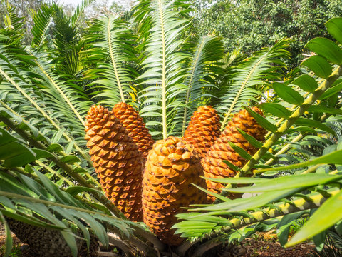 รูปภาพCycad – เลือกดูภาพถ่ายสต็อก เวกเตอร์ และวิดีโอ10,058 | Adobe Stock