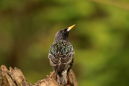 รูปภาพVogelart – เลือกดูภาพถ่ายสต็อก เวกเตอร์ และวิดีโอ6,600 | Adobe Stock