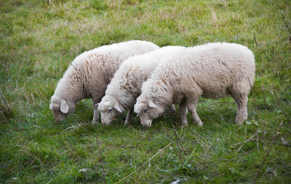 รูปภาพImmage – เลือกดูภาพถ่ายสต็อก เวกเตอร์ และวิดีโอ675 | Adobe Stock