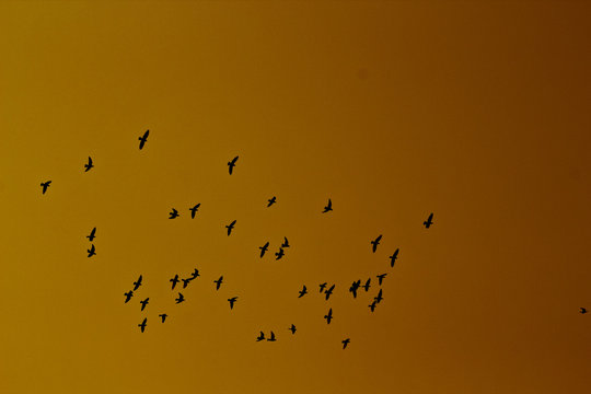 รูปภาพFlaying – เลือกดูภาพถ่ายสต็อก เวกเตอร์ และวิดีโอ9,685 | Adobe Stock