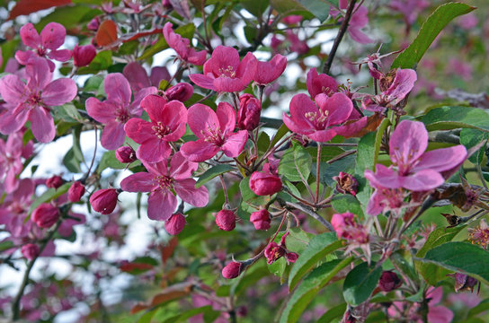 Zierapfelbaum-Bilder: Stock-Fotos & -Videos. | Adobe Stock