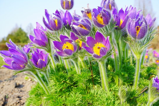 รูปภาพPasque-Flower – เลือกดูภาพถ่ายสต็อก เวกเตอร์ และวิดีโอ12,598 ...