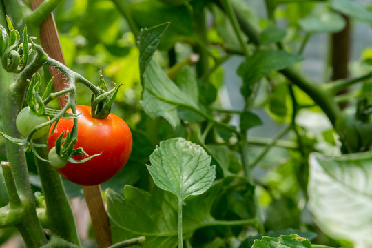 รูปภาพStrauchtomaten – เลือกดูภาพถ่ายสต็อก เวกเตอร์ และวิดีโอ2,783 ...