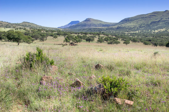 รูปภาพBushveld – เลือกดูภาพถ่ายสต็อก เวกเตอร์ และวิดีโอ12,634 | Adobe Stock