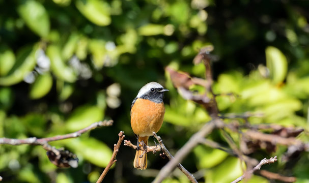 Otterrute Bilder – Durchsuchen 103 Archivfotos, Vektorgrafiken und ...