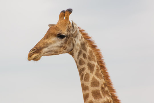 Side Giraffe Head And Neck