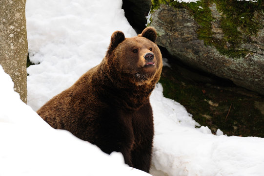 รูปภาพPranke – เลือกดูภาพถ่ายสต็อก เวกเตอร์ และวิดีโอ253 | Adobe Stock