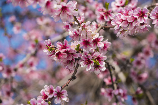 Peschi Images – Browse 83 Stock Photos, Vectors, and Video | Adobe Stock