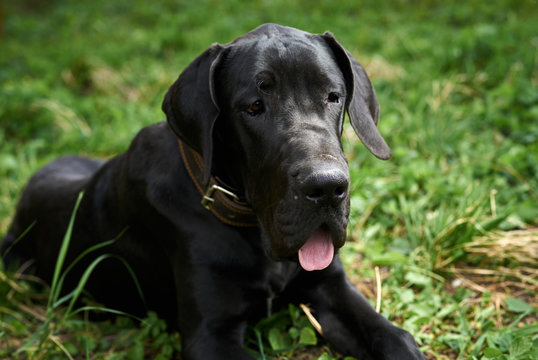 รูปภาพBoarhound – เลือกดูภาพถ่ายสต็อก เวกเตอร์ และวิดีโอ134 | Adobe Stock