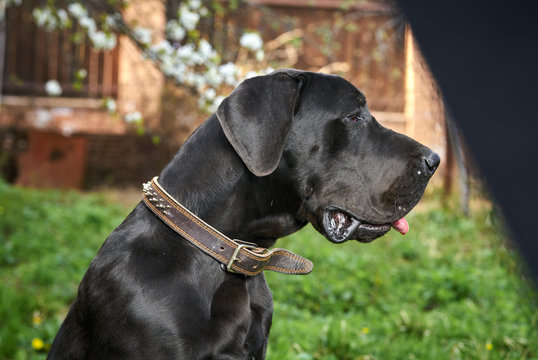 รูปภาพBoarhound – เลือกดูภาพถ่ายสต็อก เวกเตอร์ และวิดีโอ121 | Adobe Stock