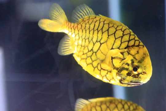 Monocentridae Bilder – Durchsuchen 51 Archivfotos, Vektorgrafiken und ...