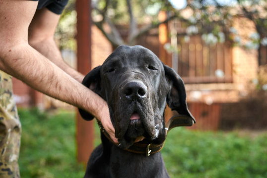 รูปภาพBoarhound – เลือกดูภาพถ่ายสต็อก เวกเตอร์ และวิดีโอ121 | Adobe Stock