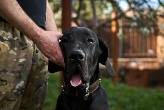 รูปภาพBoarhound – เลือกดูภาพถ่ายสต็อก เวกเตอร์ และวิดีโอ121 | Adobe Stock