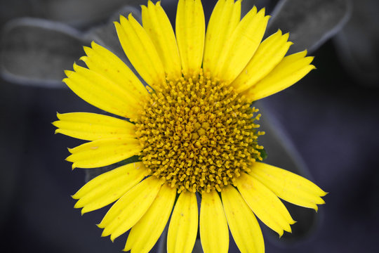 รูปภาพAsteriscus – เลือกดูภาพถ่ายสต็อก เวกเตอร์ และวิดีโอ175 | Adobe Stock