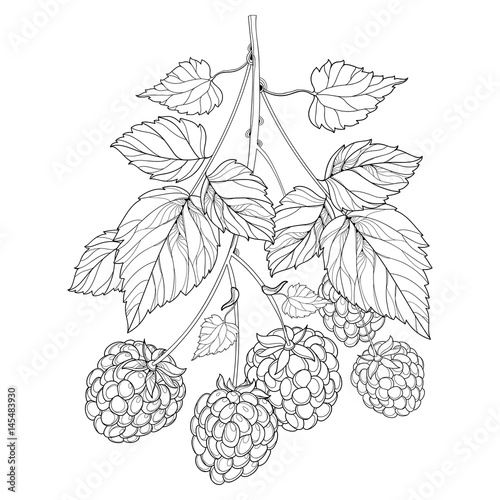 "Vector bunch with outline Raspberry with ripe berry and leaves in ...