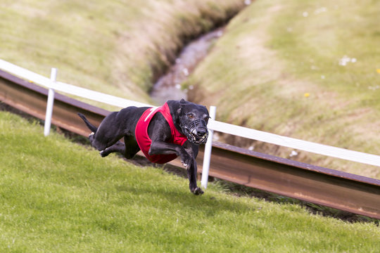 Windhond-Bilder: Stock-Fotos & -Videos. | Adobe Stock