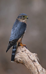 Merlin photos, royalty-free images, graphics, vectors & videos | Adobe ...