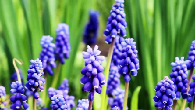 Hyacinth Video Footage – Browse 4,963 HD Stock Video and Footage ...