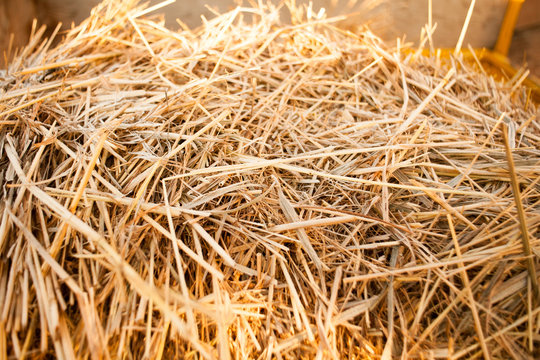 รูปภาพChaff – เลือกดูภาพถ่ายสต็อก เวกเตอร์ และวิดีโอ56,181 | Adobe Stock