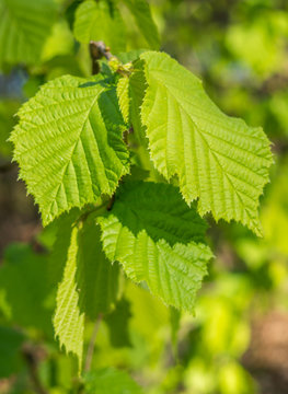 Haselnussblatt bilder – Bläddra bland 103 stockfoton, vektorer och ...