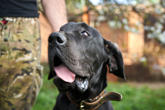 รูปภาพBoarhound – เลือกดูภาพถ่ายสต็อก เวกเตอร์ และวิดีโอ121 | Adobe Stock