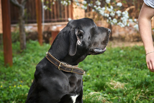 รูปภาพBoarhound – เลือกดูภาพถ่ายสต็อก เวกเตอร์ และวิดีโอ121 | Adobe Stock