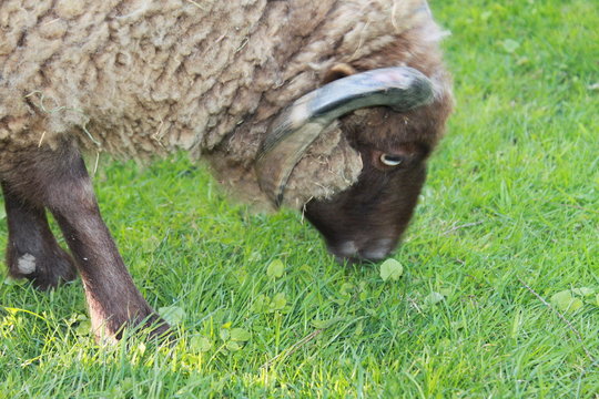 รูปภาพGraminivorous – เลือกดูภาพถ่ายสต็อก เวกเตอร์ และวิดีโอ733 | Adobe ...