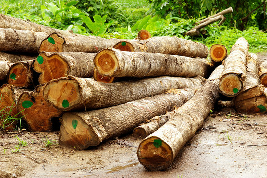 รูปภาพWoodyard – เลือกดูภาพถ่ายสต็อก เวกเตอร์ และวิดีโอ180 | Adobe Stock