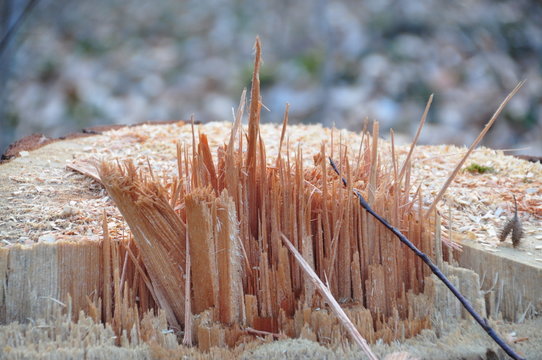 Holzsplitter bilder – Bläddra bland 379 stockfoton, vektorer och videor ...