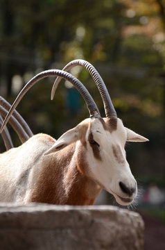 Orix 이미지 – 찾아보기 1,008 스톡 사진, 벡터 및 비디오 | Adobe Stock