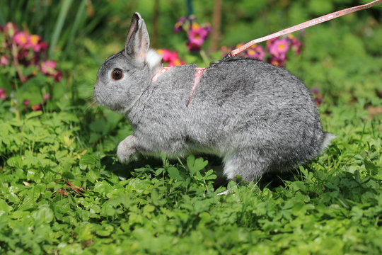 Zwerghasen Bilder – Durchsuchen 1,085 Archivfotos, Vektorgrafiken und ...