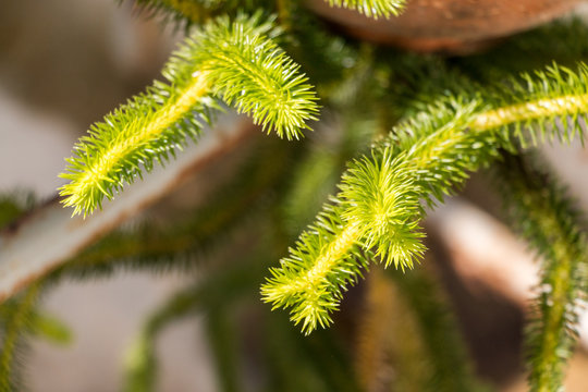 Lycopodium Images – Browse 787 Stock Photos, Vectors, and Video | Adobe ...