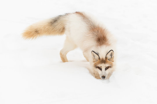 Sunglow Fox