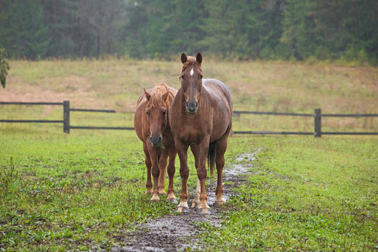 "Horses In Field" Images – Browse 102 Stock Photos, Vectors, and Video ...